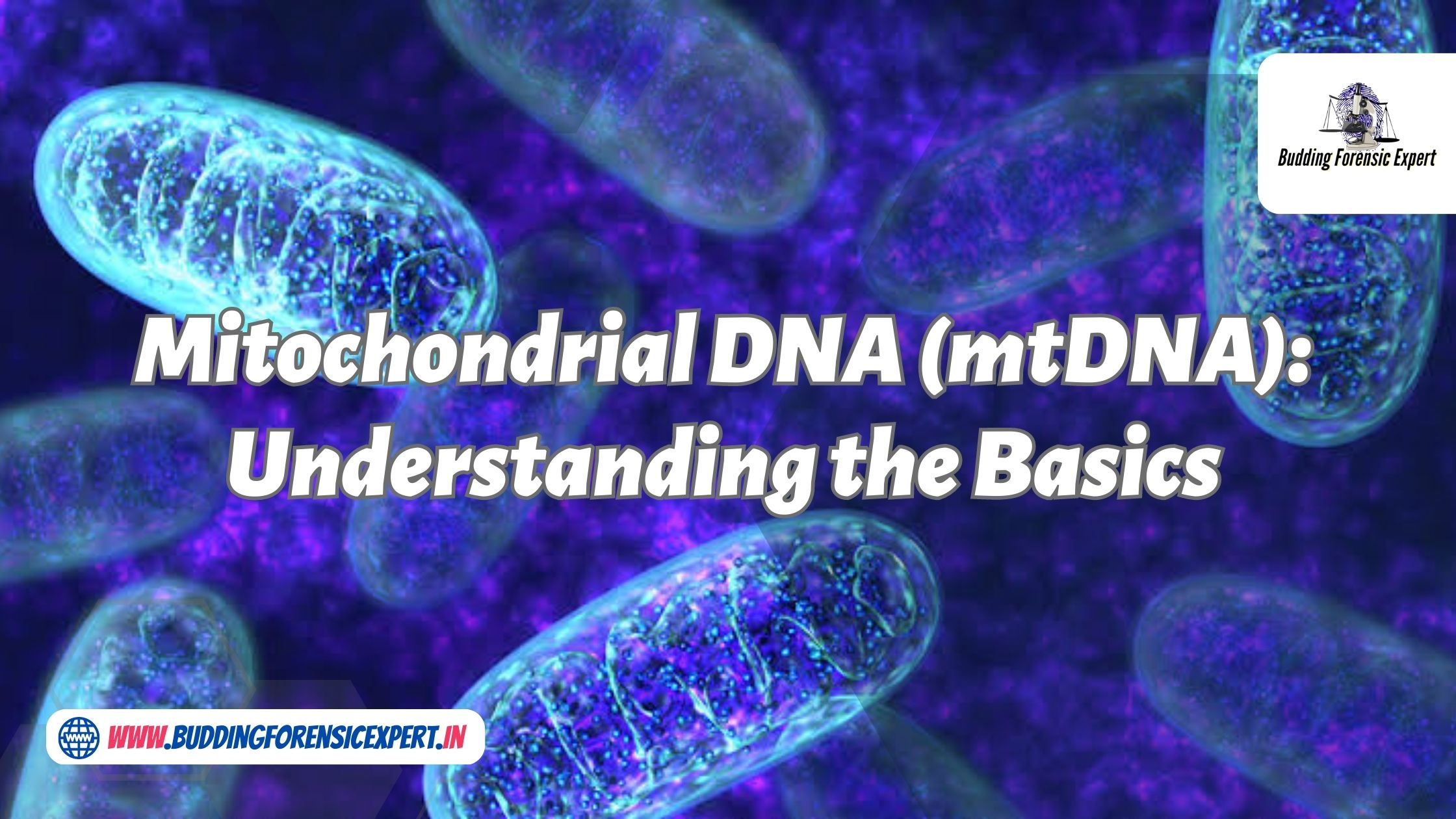 Mitochondrial Dna Mtdna Understanding The Basics Budding Forensic Expert