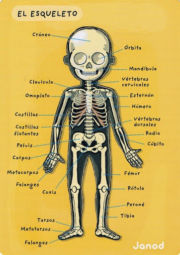 Sgblogosfera María José Argüeso Cuerpo Humano Conocemos Y Trabajamos