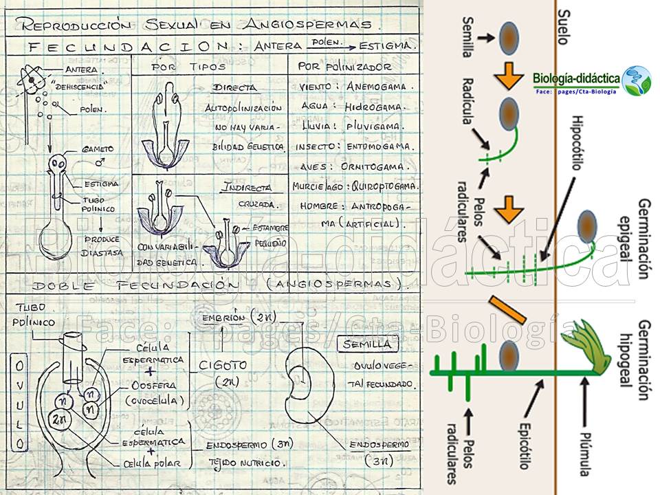 Biología Didáctica Ingeniería Bio 8 Reproducción En Seres Vivos