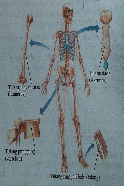 2 Materi Biologi Macam Macam Tulang Untuk Sistem Rangka Sumberpedia21