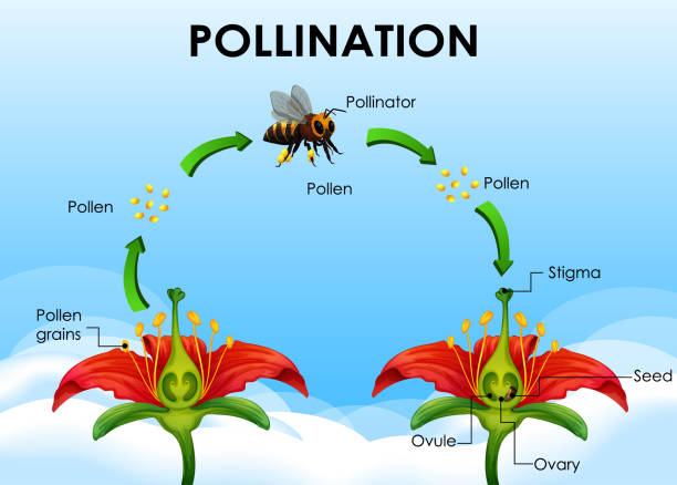 Pollination Vs Fertilization Whats The Difference Free Study