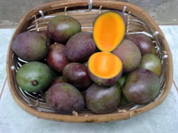 Buah Mangga Kasturi Klasifikasi Ciri Ciri Dan Manfaat Alat