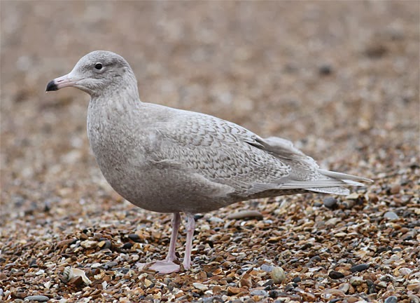 The Barley Birder Glaucous Gull Eastoke Corner Hayling Island