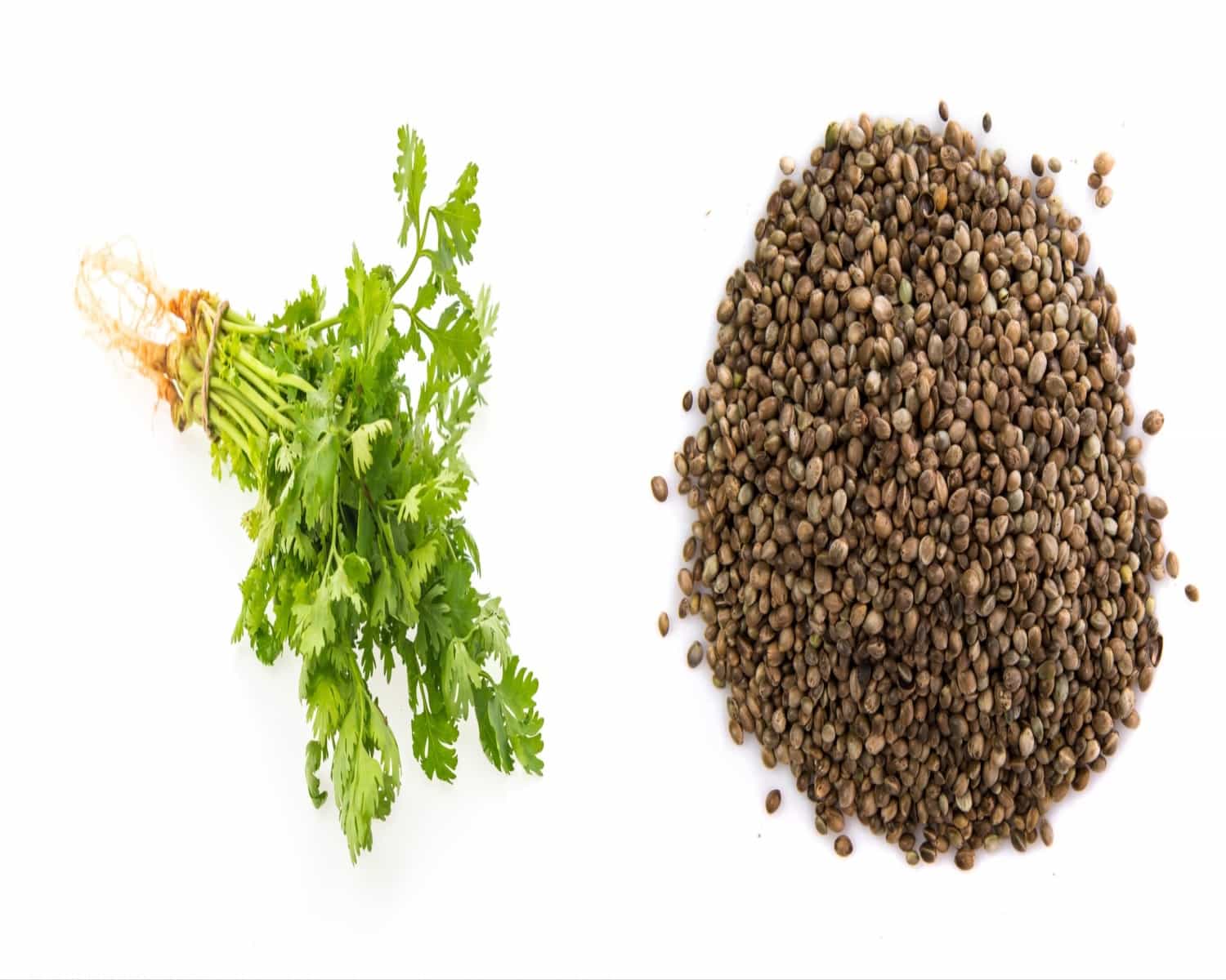 10 Surprising Benefits Of Coriander Root And Seeds For Health