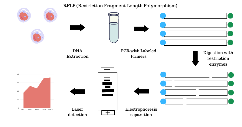 Dna Fingerprinting Definition Method And Application