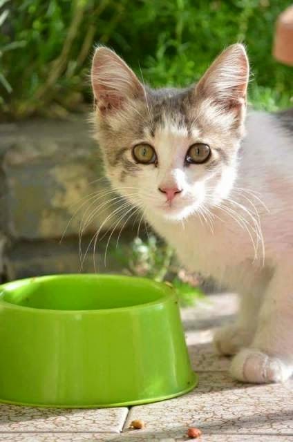 Adoptándonos Sultán Lindo Gatito Blanco Y Gris En Adopción Responsable