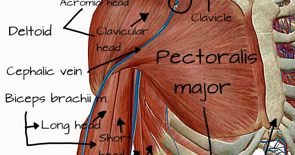 The Doctors Notebook Muscles Acting On The Shoulders