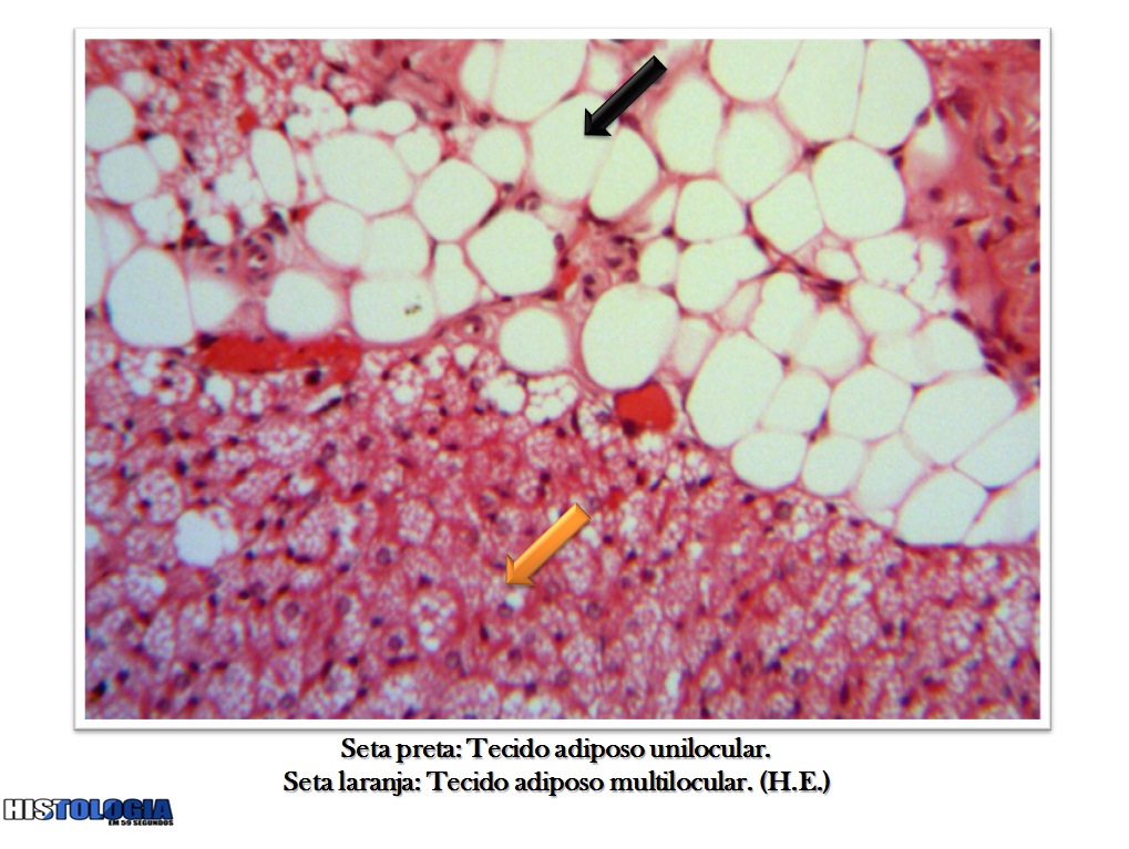 Histologia Geral Tecido Adiposo