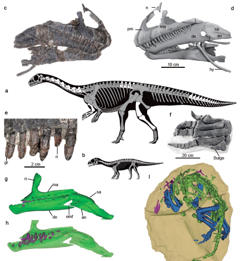 Species New To Science Paleontology • 2023 Qianlong Shouhu