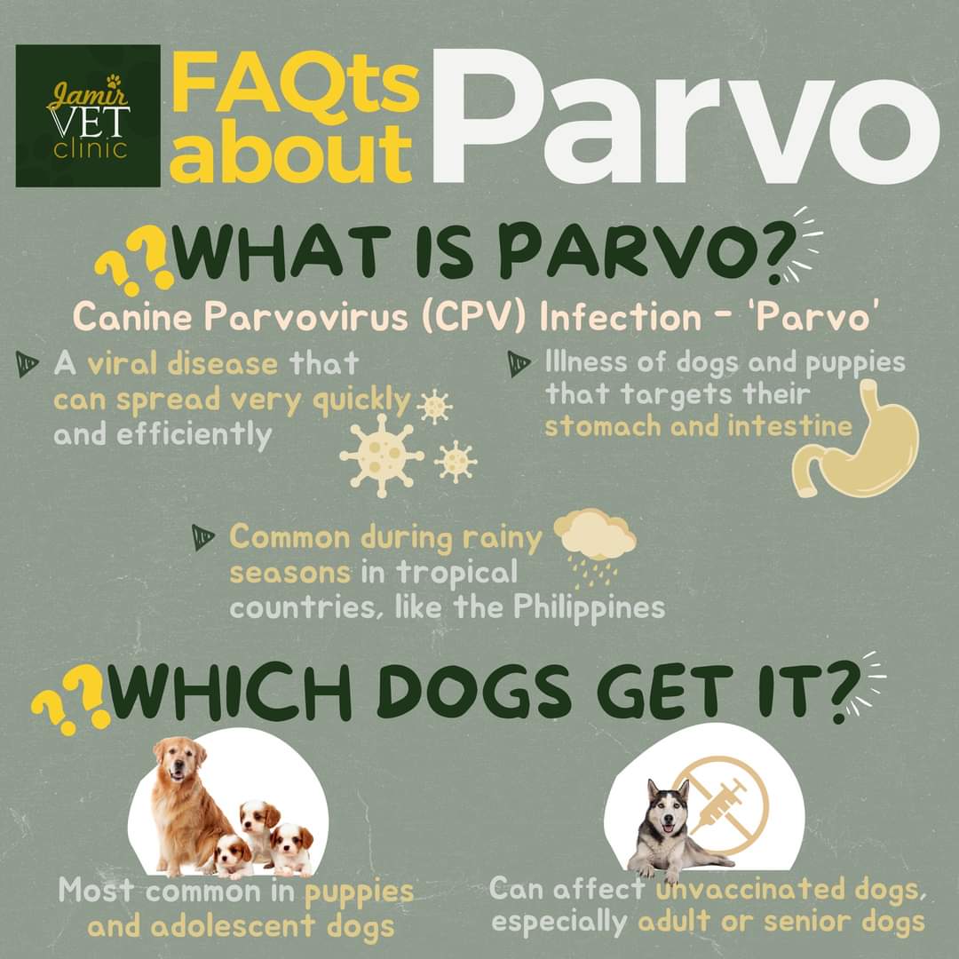 Canine Parvo Virus Signs And How To Prevent Simple Life Matters