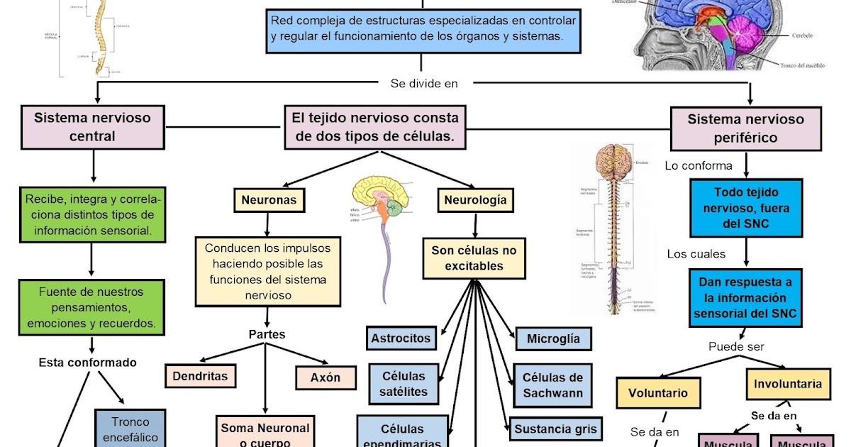 Mapa Conceptual Del Sistema Nervioso