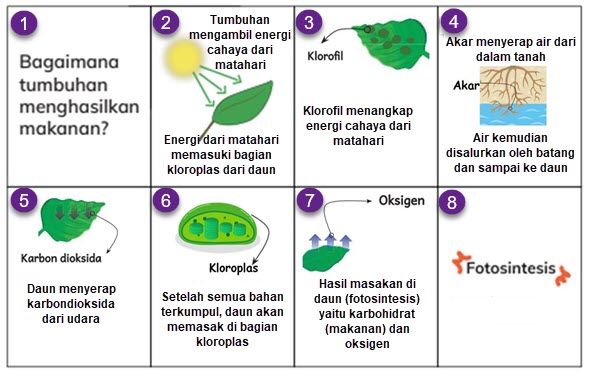 Proses Terjadinya Fotosintesis Pada Daun Jan Macdonald