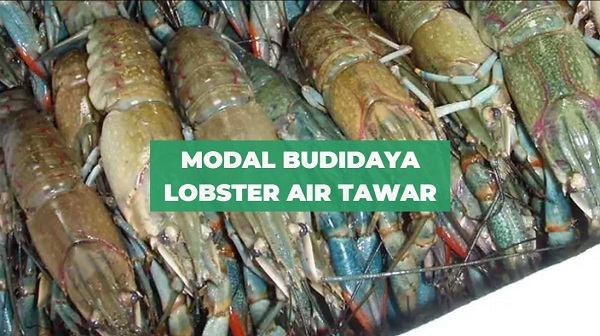 Modal Budidaya Lobster Air Tawar Lukipedia