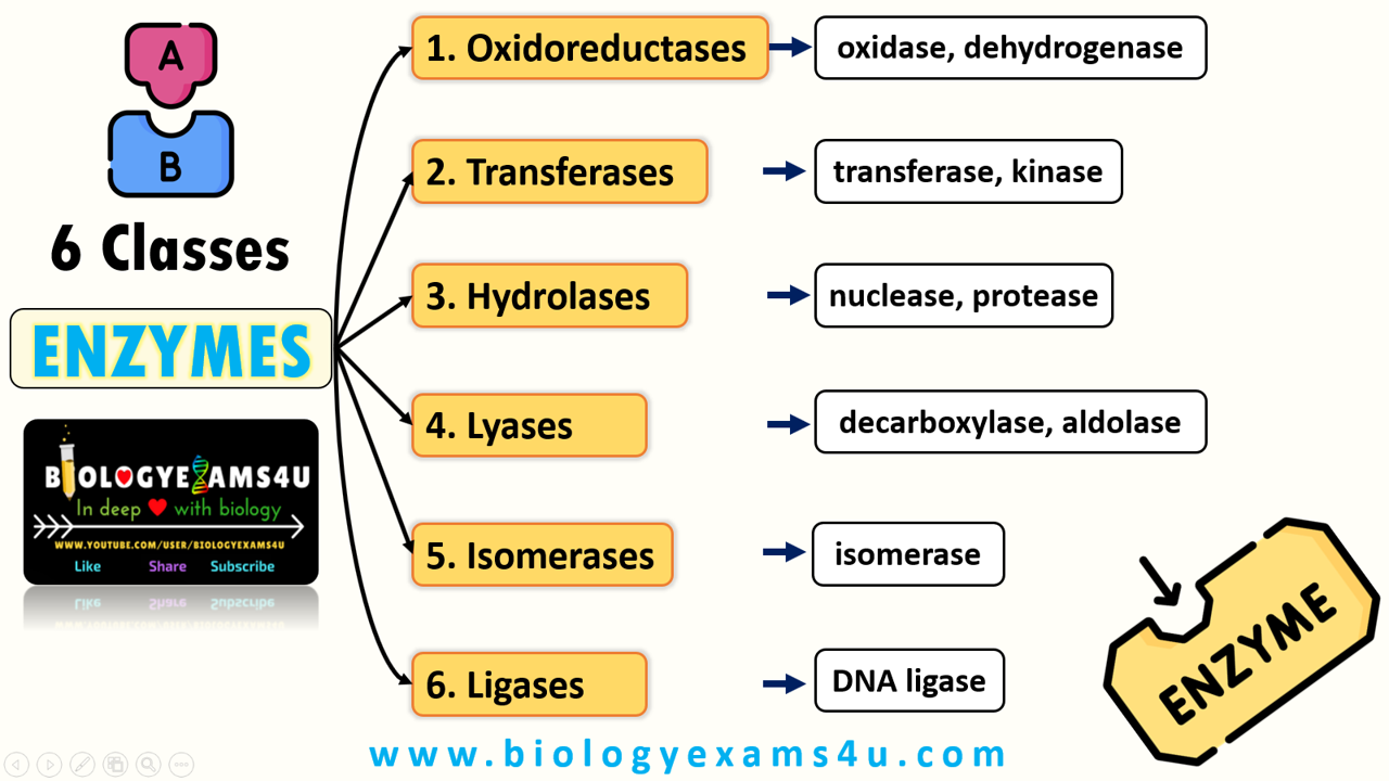 Classification Of Enzymes 6 Important Classes Of Enzymes And Their