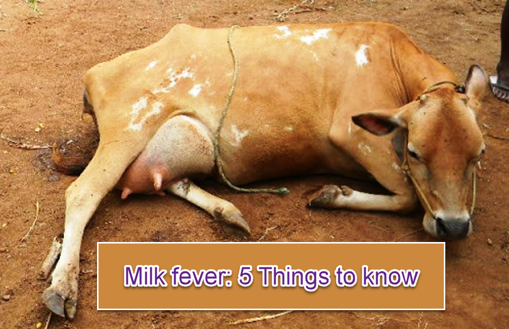 Milk Fever In Cow 5 Things You Need To Know