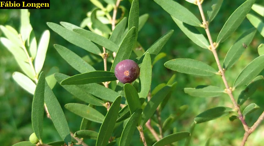 Viveiro Ciprest Plantas Nativas E Exóticas Cambuí Uvaia Doce Negro