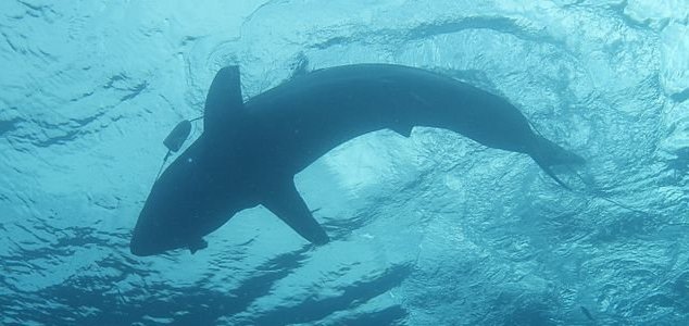 ¿cómo Duermen Los Tiburones