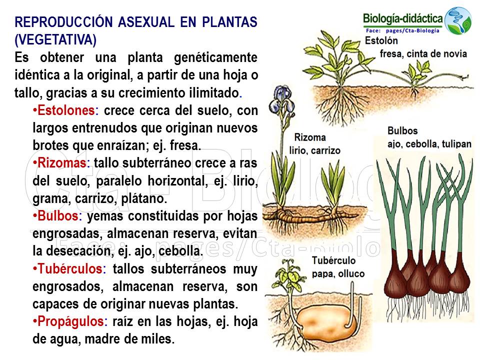 Biología Didáctica Ingeniería Bio 8 Reproducción En Seres Vivos