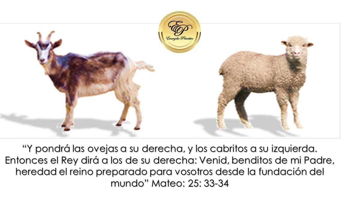 Diferencias Entre Las Ovejas Y Las Cabras En La Congregación