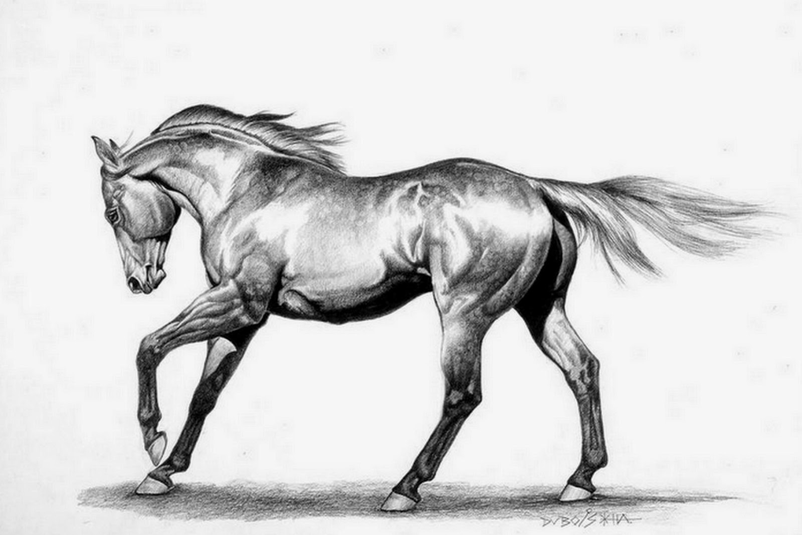 Caballo A Lapiz Dibujo De Howard Dubois