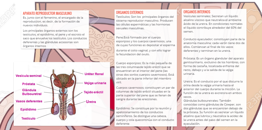 Infografia Y Padlet 11 Aparato Reproductor Masculino Jennifer Tirado