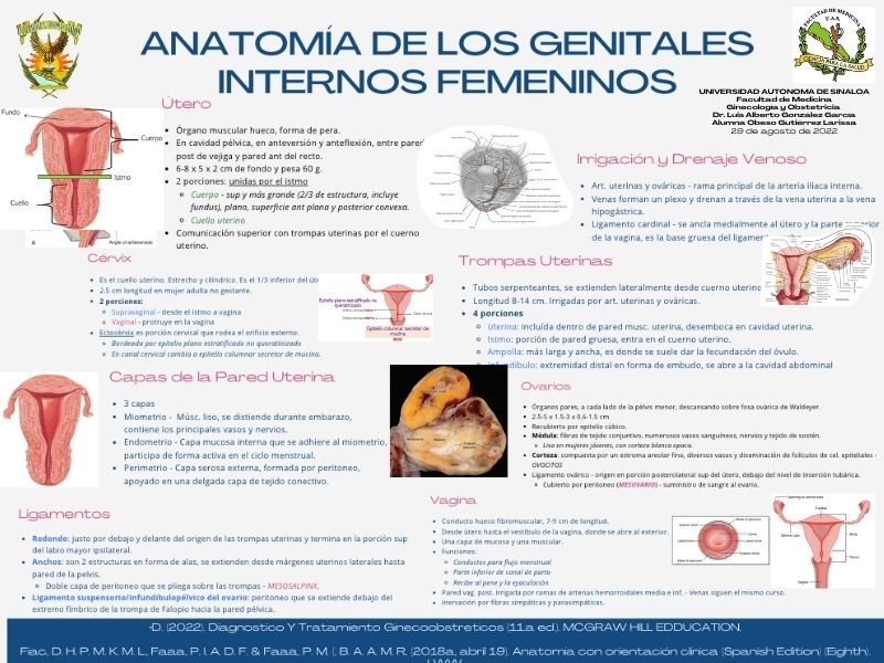 AnatomÍa De Genitales Femeninos