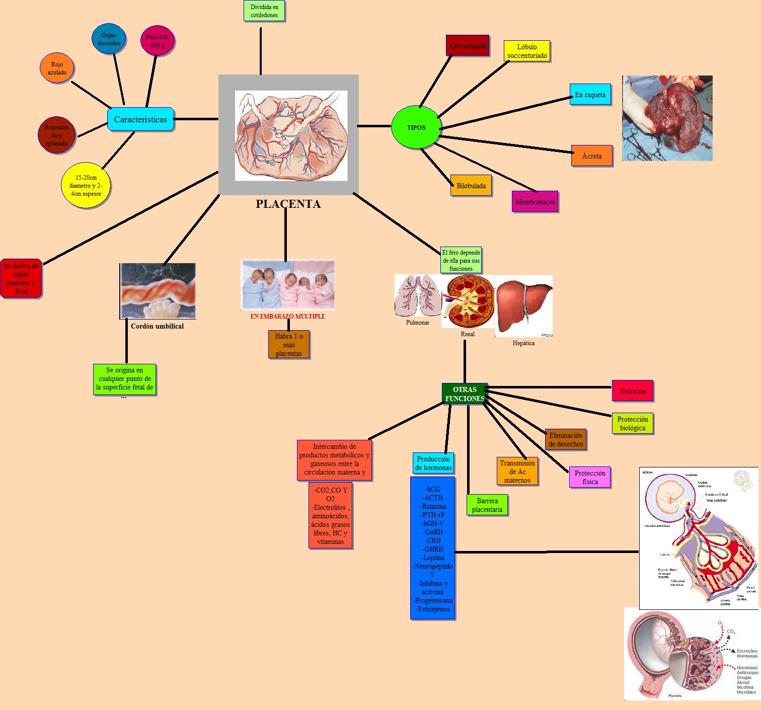 Cristabel Osuna Ginecologia Mapa 4 Anatomía Y Fisiología Placentaria