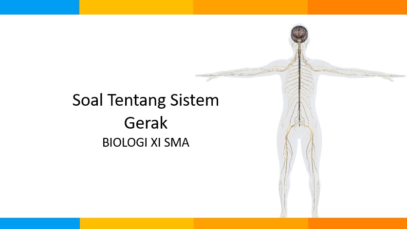 Soal Biologi Tentang Sistem Gerak Kelas Xi Sma Beserta Pembahasannya