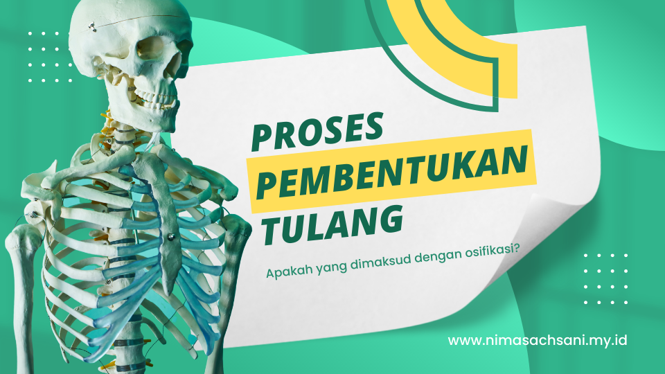 Sudah Tahu Proses Pembentukan Tulang Nimas Achsani