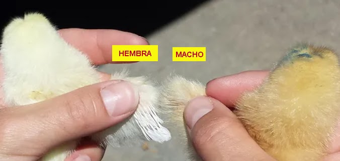 ¿cómo Saber Si Un Pollito Es Macho O Hembra ~ Amor Por Los Animales