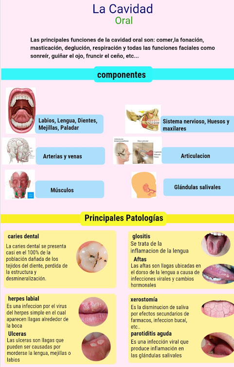 Fase Síntesis Fase Infografía Sobre Los Principales Componentes Hot