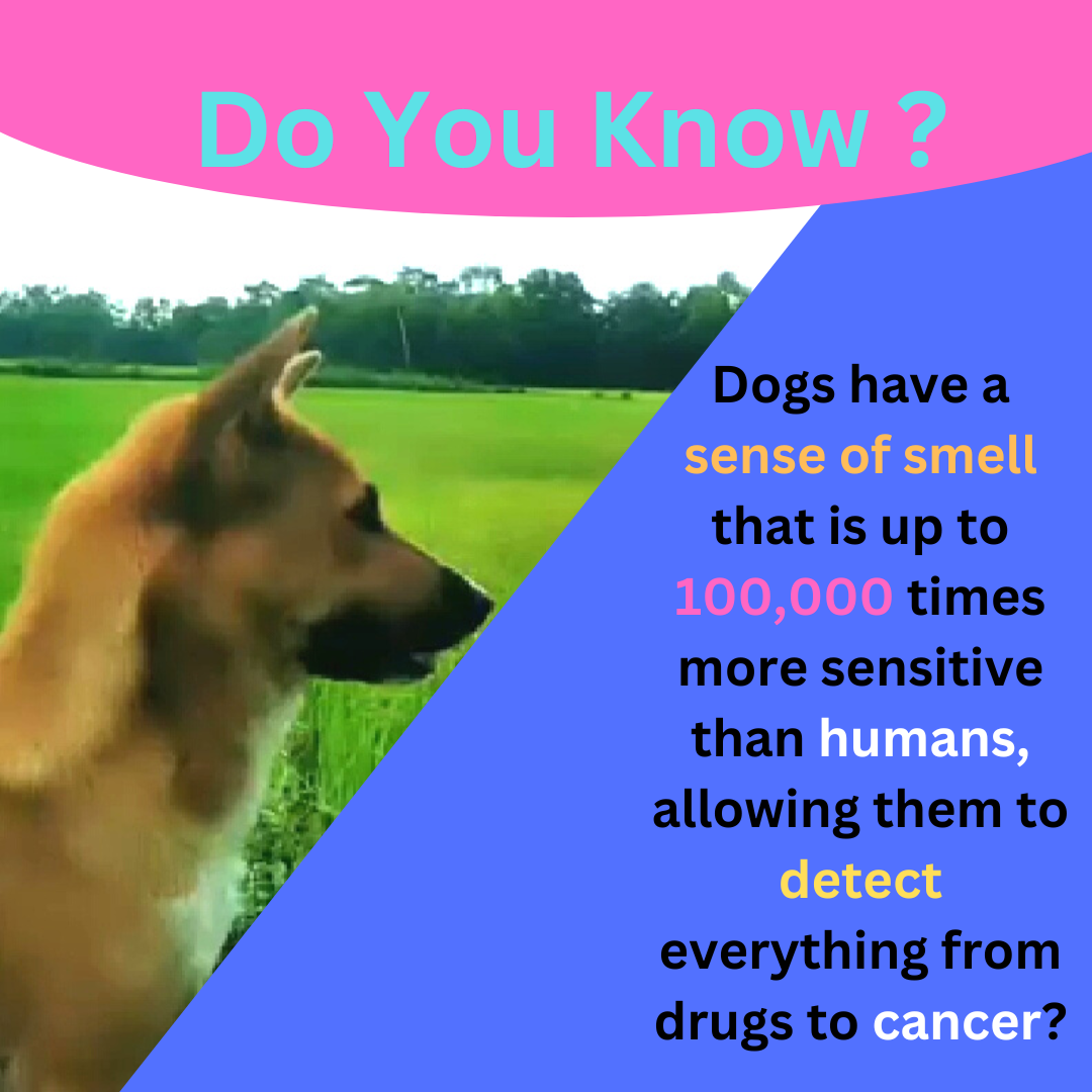 Amazing Facts About Dogs