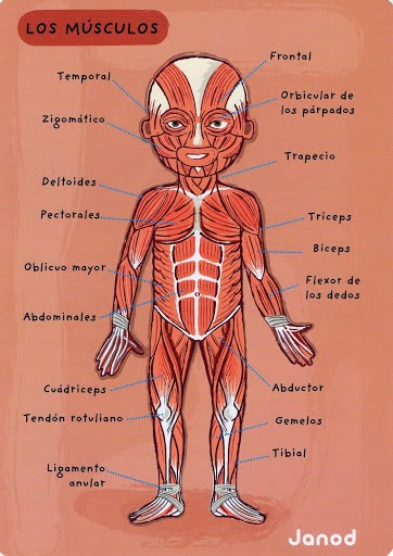 Sgblogosfera María José Argüeso Cuerpo Humano Conocemos Y Trabajamos