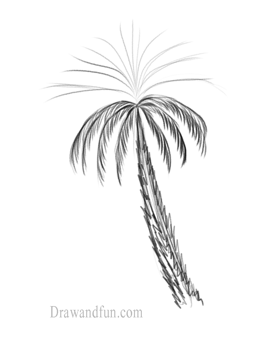 How To Draw A Palm Tree In 8 Simple Steps Draw And Fun