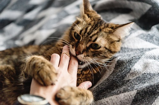 Na Drapaku Blog O Kotach Dlaczego Kot Gryzie Kiedy Go Głaszczesz