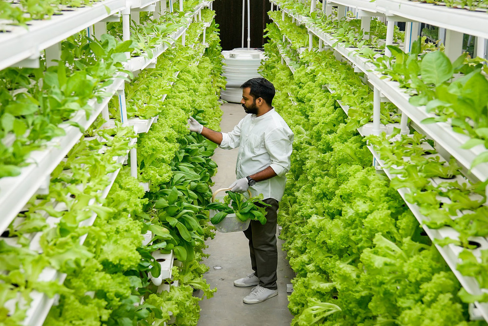 Top 10 Benefits Of Vertical Farming You Never Know Before