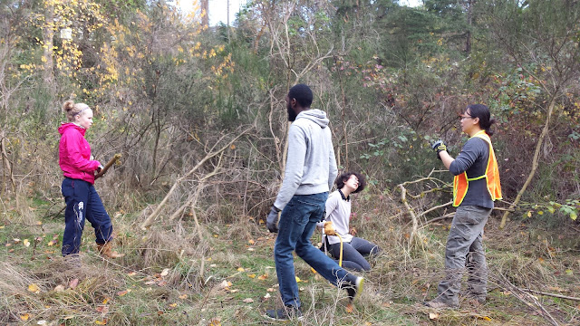 Shoreline Area News Always An Opportunity To Volunteer In Shoreline Parks