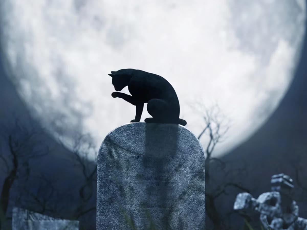 Nuncajamas Cocker El Gato Del Cementerio Cuento