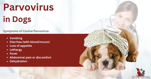 Parvovirus In Dogs Symptoms Prevention And Treatment