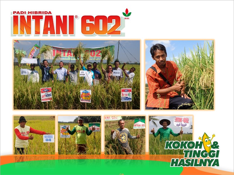 Benih Padi Intani 602 95 Hst Tani Makmur Nusantara