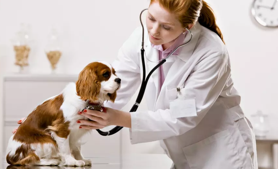 The Importance Of Regular Vet Check Ups