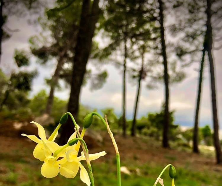 Zorro Corredero De Cadalso De Los Vidrios Narcisos De Cadalso Zorro