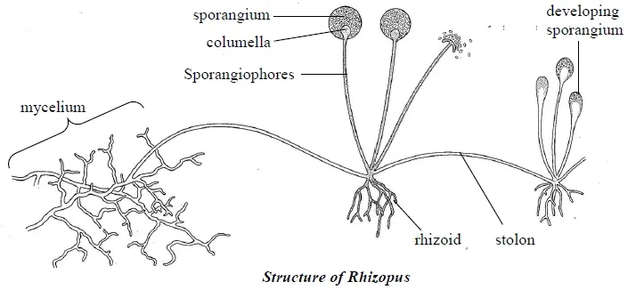 Structure And Life Processes Of Rhizopus Bread Mold
