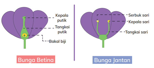 Topik C1 Proses Penyerbukan Pada Bunga