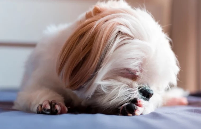 Shih Tzu Lambendo As Patas Use Este Remédio Antes Que Piore