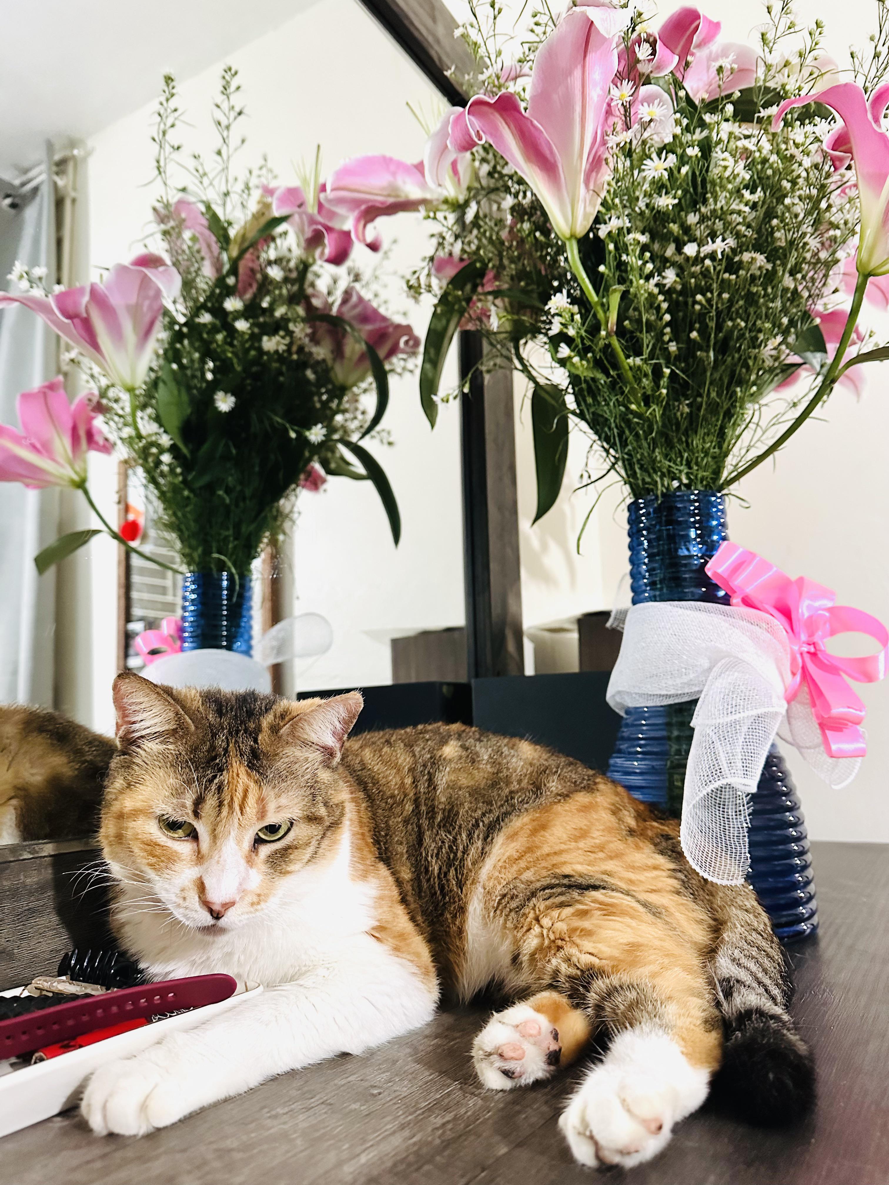 Cat Chit Chat Terrifying Picture Of A Cat Sitting Under A Bunch Of Lilies