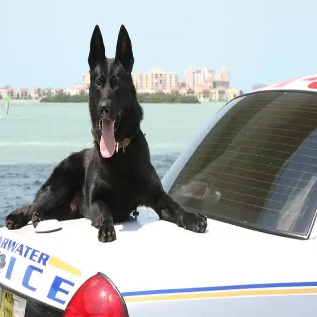 Cops Honor Loyal K 9 Officer With The Most Touching Goodbye