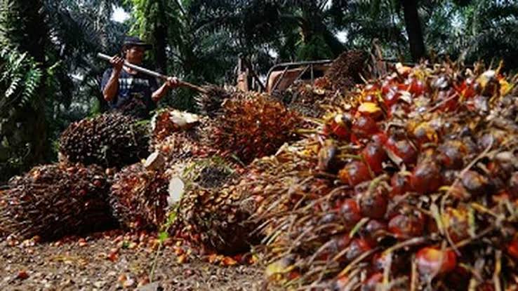 Disbun Petani Sawit Yang Terlindungi Yang Bermitra Dengan Pabrik