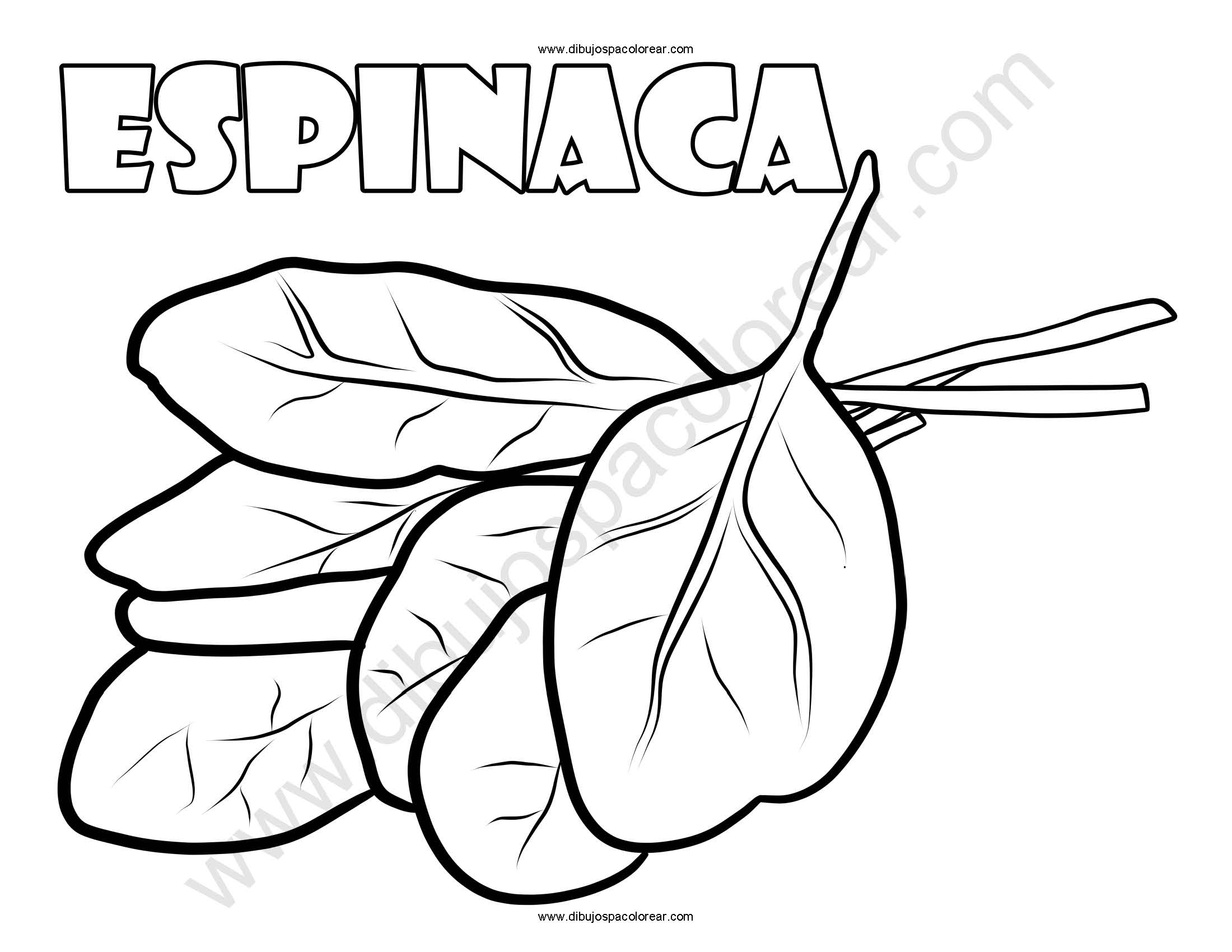 Espinaca Dibujo A Color Y Para Colorear