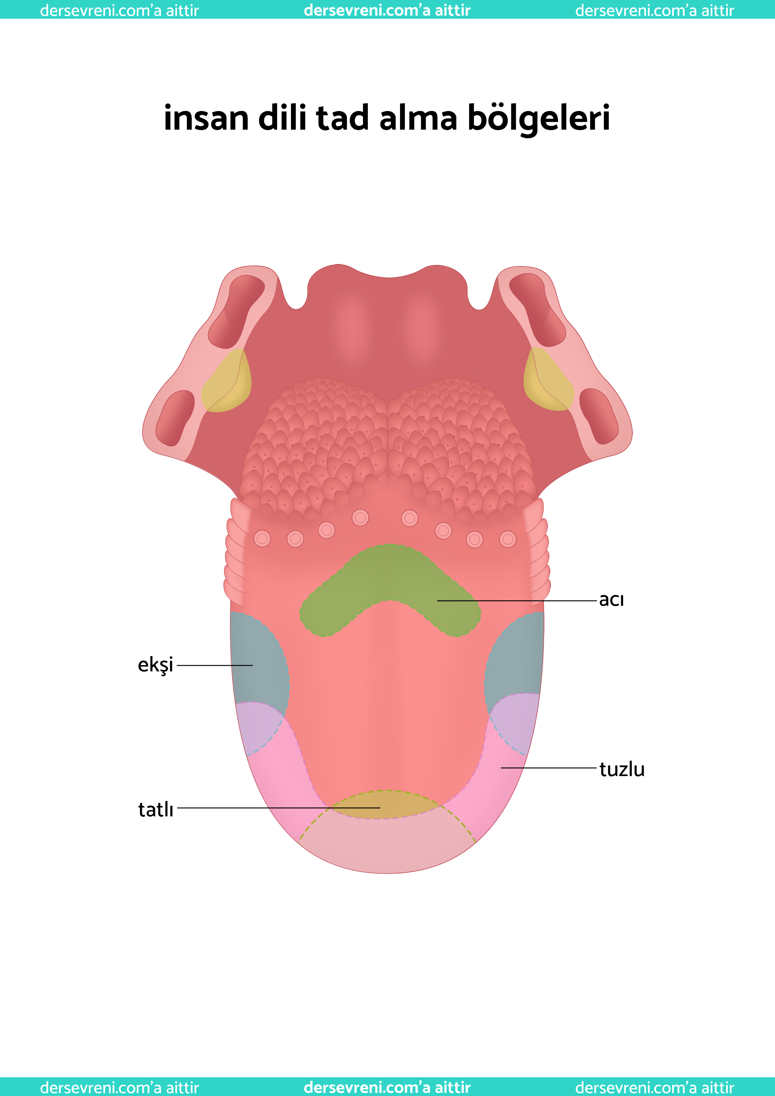 Dil Anatomisi